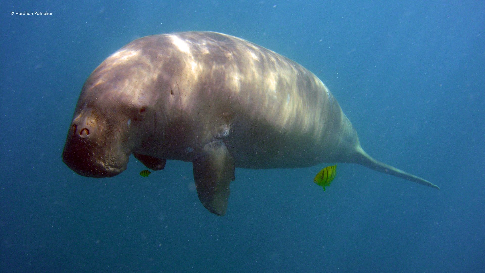 Gentle Giants of the Sea: Dr. Elrika D'Souza Dives Deep into Dugong ...