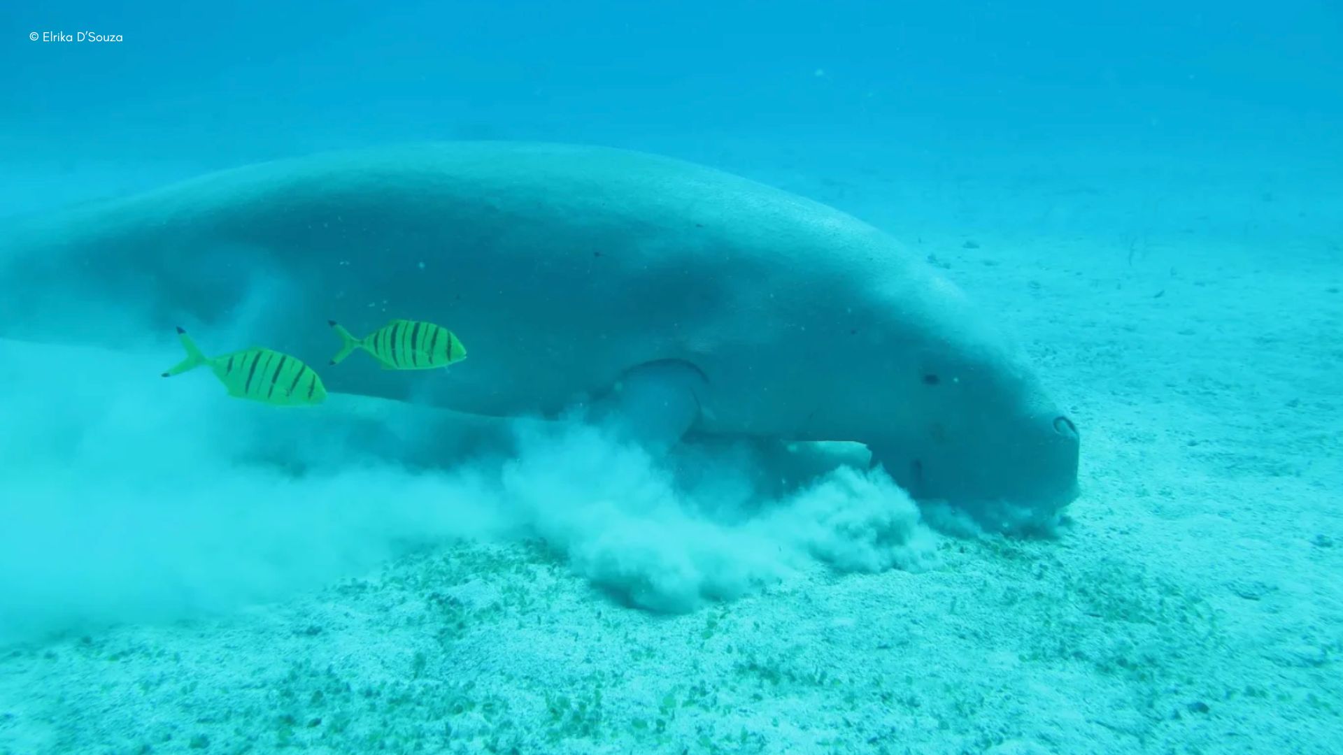 Gentle Giants of the Sea: Dr. Elrika D'Souza Dives Deep into Dugong ...