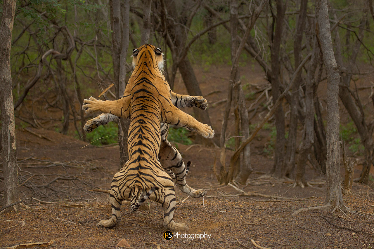 Rhapsodies of dust and colour, light and shadow: Interview with Rahul Sachdev > Wildlife ...
