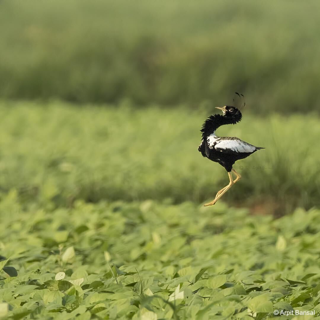 Lesser Florican: May the Elusive Never Go Extinct > Wildlife ...