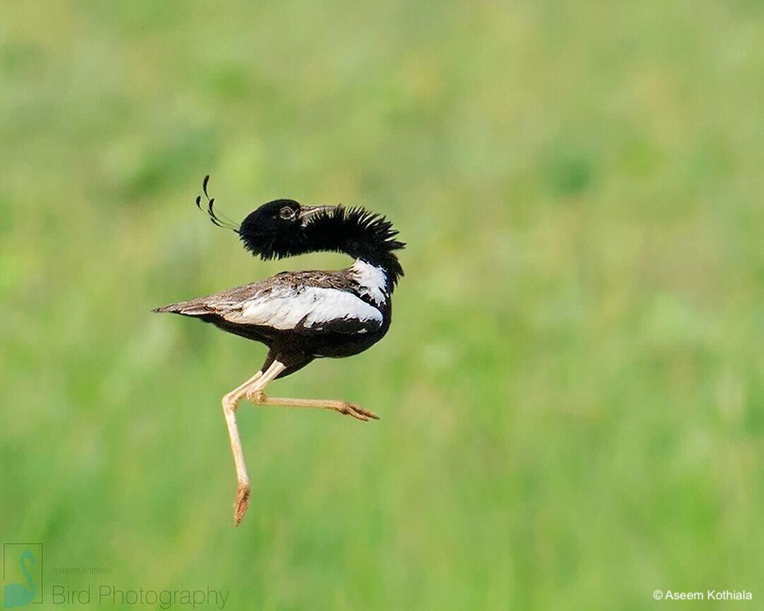 Lesser Florican: May the Elusive Never Go Extinct > Wildlife ...