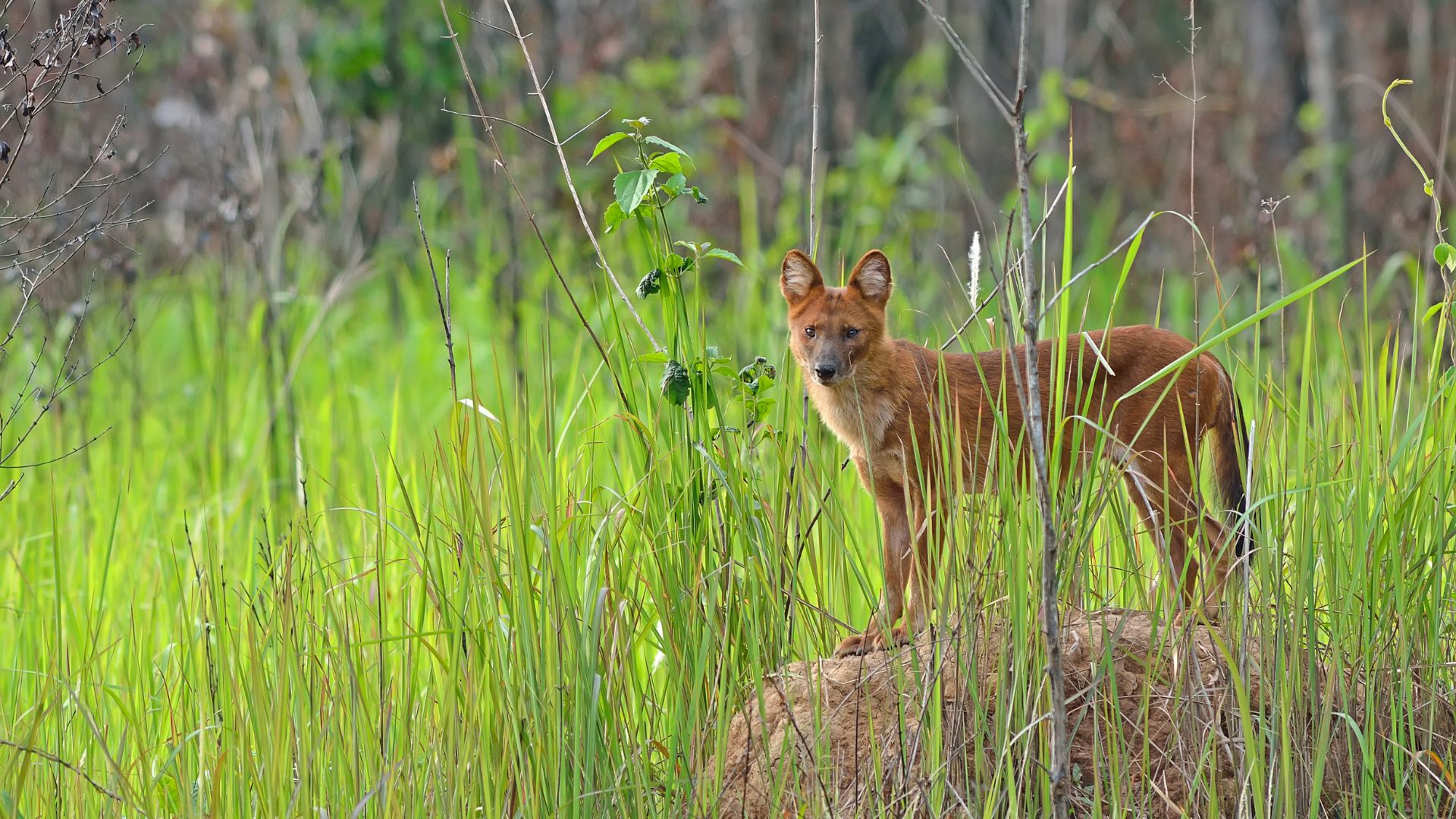 The Dhole Project